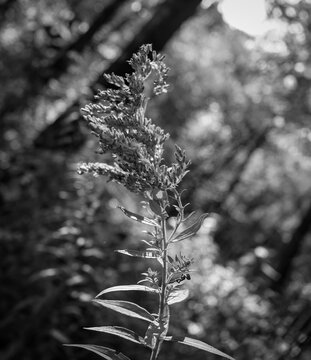 Bochar Images – Browse 13 Stock Photos, Vectors, and Video | Adobe Stock