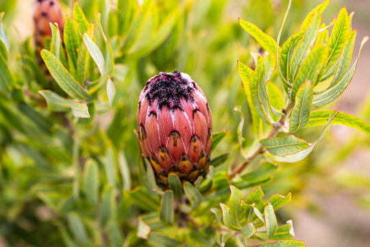 "Protea Neriifolia" Images – Browse 93 Stock Photos, Vectors, and Video ...