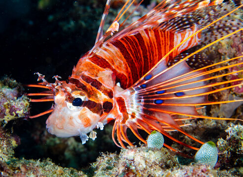 Imágenes de Firefish: descubre bancos de fotos, ilustraciones, vectores ...
