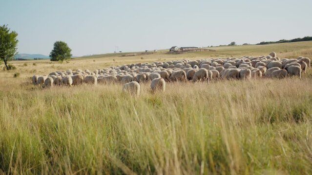 "Sheep On Grass" Images – Browse 398 Stock Photos, Vectors, and Video ...