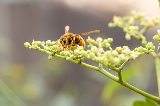 "Vespa Simillima Xanthoptera" Images – Browse 146 Stock Photos, Vectors ...
