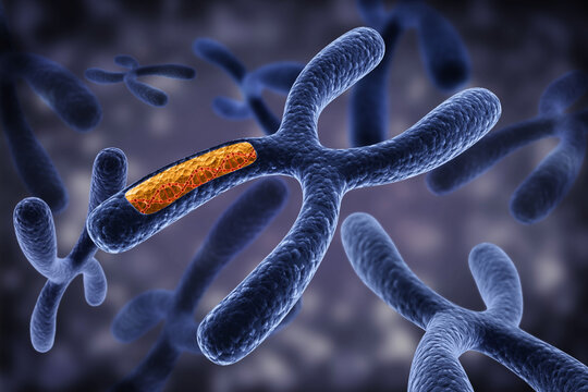 X-Chromosome Imagens – Procure 886 fotos, vetores e vídeos | Adobe Stock