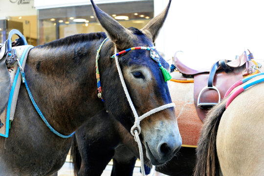 「Maultiere」の画像 - 93 件の Stock 写真、ベクターおよびビデオ | Adobe Stock