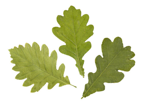 Eichenblatt Images – Parcourir 2,070 le catalogue de photos, vecteurs ...