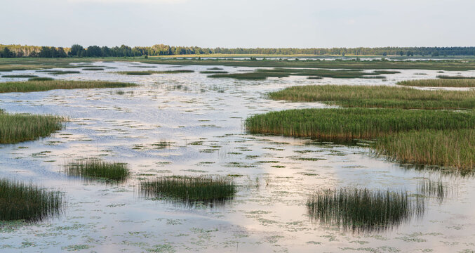 Lubans Images – Browse 47 Stock Photos, Vectors, and Video | Adobe Stock