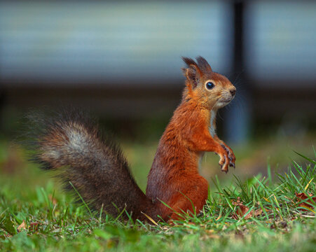 "Happy Squirrel" Images – Browse 244 Stock Photos, Vectors, and Video ...
