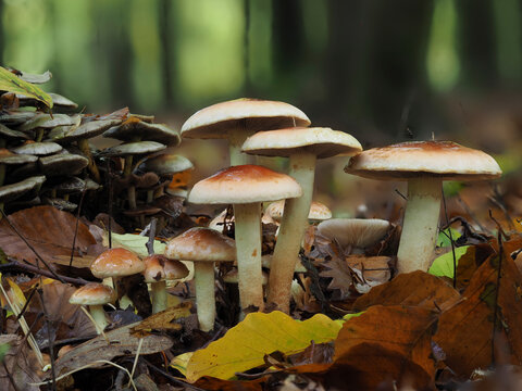 「Destruenten」の画像 - 336 件の Stock 写真、ベクターおよびビデオ | Adobe Stock