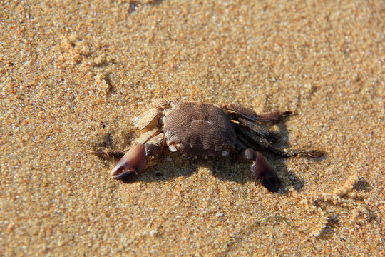 Carapace Images – Browse 1,710,792 Stock Photos, Vectors, and Video ...