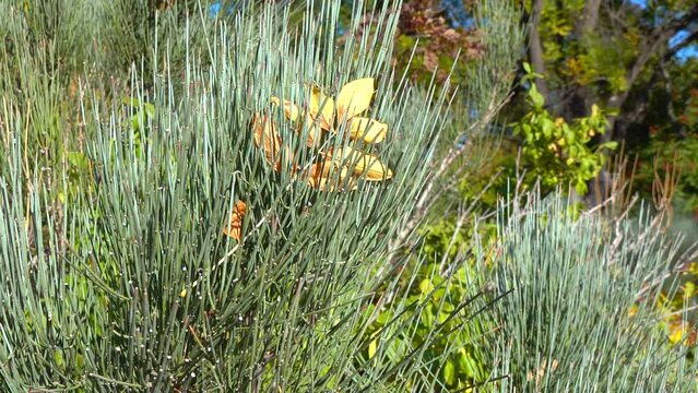 Gnetopsida 이미지 – 찾아보기 26 스톡 사진, 벡터 및 비디오 | Adobe Stock