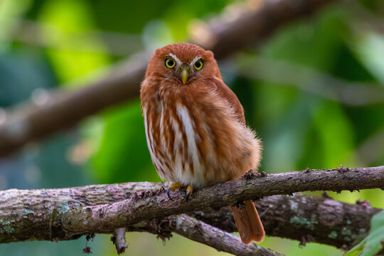 Cute Pygmy Owl