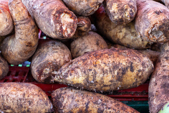 Arracacha Images – Browse 397 Stock Photos, Vectors, and Video | Adobe ...