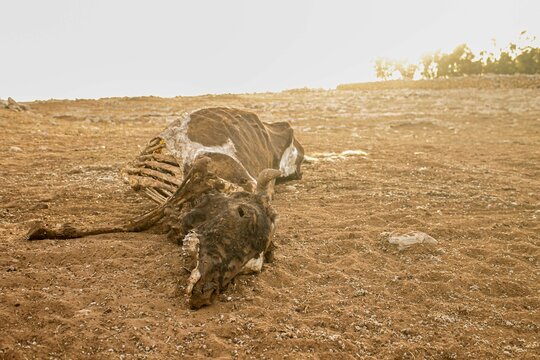"Dead Cow" Images – Browse 85 Stock Photos, Vectors, and Video | Adobe ...