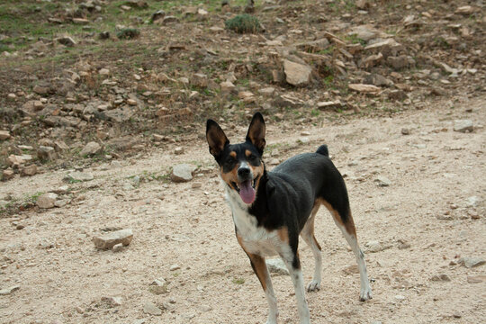 What Color Are Ratonero Murciano De Huerta Dogs