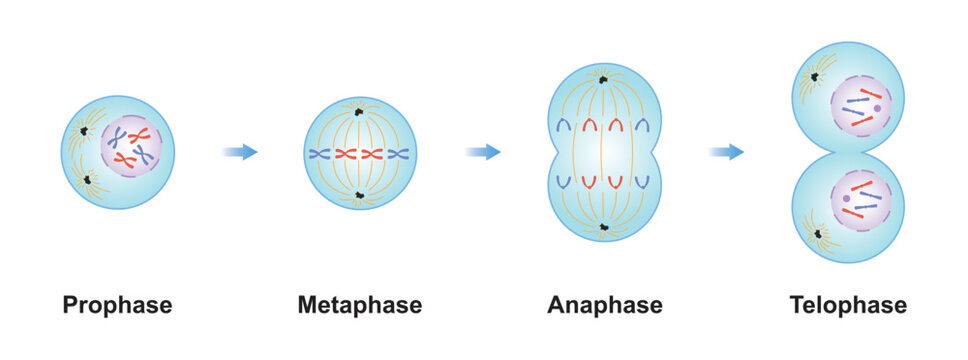 รูปภาพInterphase – เลือกดูภาพถ่ายสต็อก เวกเตอร์ และวิดีโอ733 | Adobe Stock