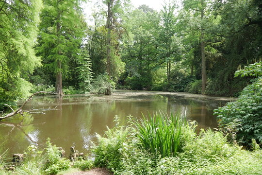 รูปภาพSumpflandschaft – เลือกดูภาพถ่ายสต็อก เวกเตอร์ และวิดีโอ743 ...