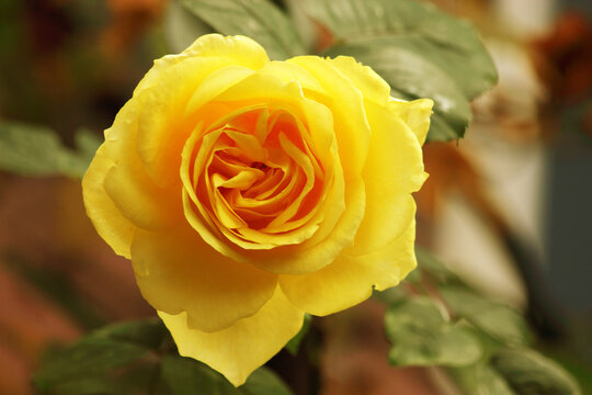 Fuchs-Rose Bilder – Durchsuchen 926 Archivfotos, Vektorgrafiken und ...