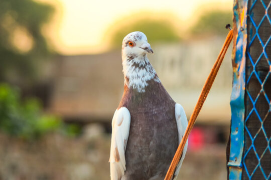 Afbeeldingen over "Carrier Pigeon" – Blader in stockfoto's, vectoren en ...