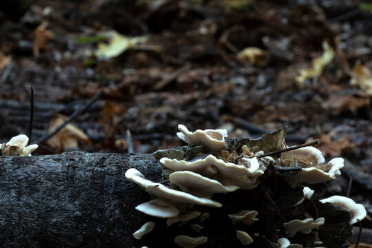 Coprinellus Images – Browse 793 Stock Photos, Vectors, and Video | Adobe Stock