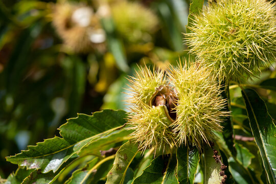 "Sweet Chestnut" Images – Browse 117,993 Stock Photos, Vectors, and ...