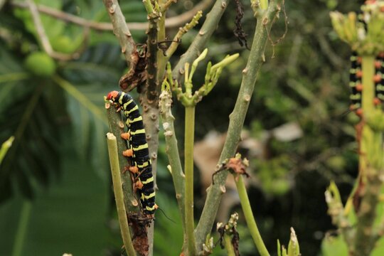 "Tetrio Sphinx"-Bilder: Stock-Fotos & -Videos. | Adobe Stock