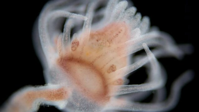 รูปภาพHydromedusa – เลือกดูภาพถ่ายสต็อก เวกเตอร์ และวิดีโอ127 | Adobe Stock