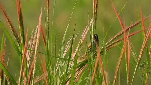 Scaly-Breasted Images – Browse 1,229 Stock Photos, Vectors, and Video ...