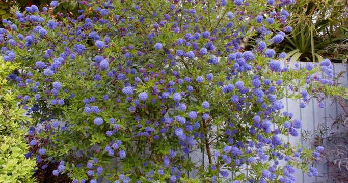 Ceanothus Images – Browse 854 Stock Photos, Vectors, and Video | Adobe ...