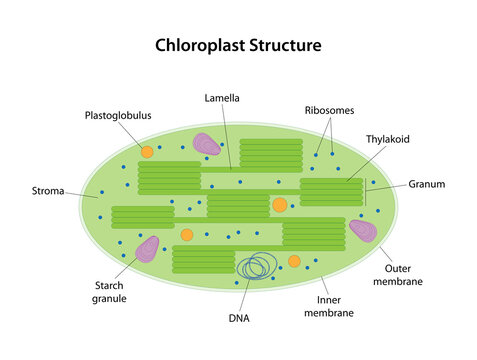 Chloroplast Plant Cell