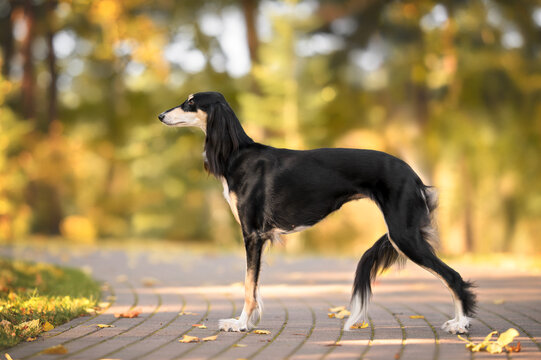 Black Saluki Dog