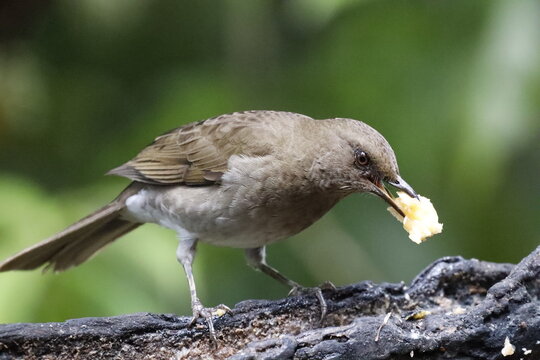Imágenes de Guatin: descubre bancos de fotos, ilustraciones, vectores y ...