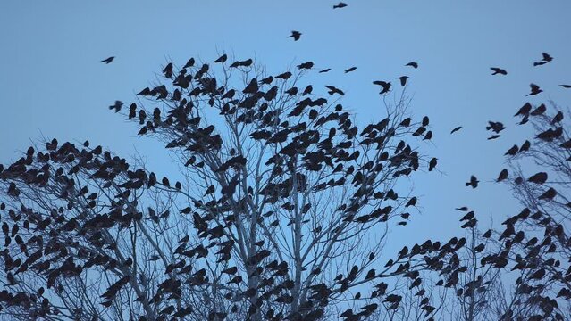 "Birds On Tree"-Bilder: Stock-Fotos & -Videos. | Adobe Stock