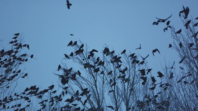 "Birds On Tree"-Bilder: Stock-Fotos & -Videos. | Adobe Stock