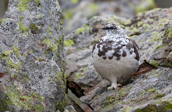 Pierriers Bilder – Durchsuchen 997 Archivfotos, Vektorgrafiken und ...