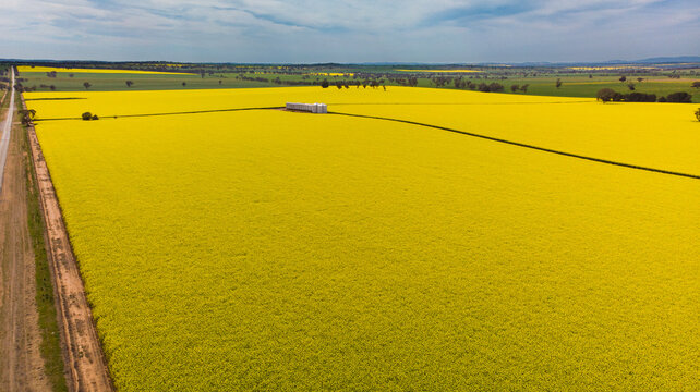 "Canola Field" Images – Browse 3,515 Stock Photos, Vectors, and Video ...