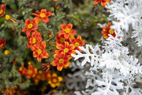 Fireburst Bilder – Durchsuchen 21 Archivfotos, Vektorgrafiken und ...