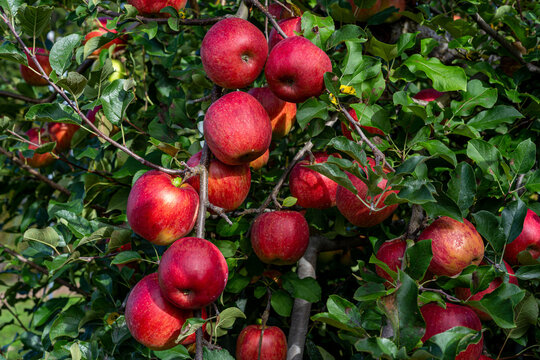 รูปภาพShinshu – เลือกดูภาพถ่ายสต็อก เวกเตอร์ และวิดีโอ2,325 | Adobe Stock