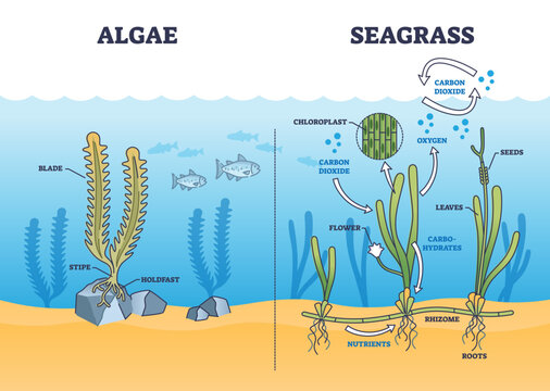 Seaweed Diagram