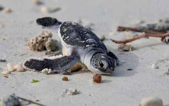 Cute Turtle Pictures Baby