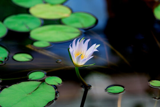 Nymphaeales Bilder – Durchsuchen 737 Archivfotos, Vektorgrafiken und ...