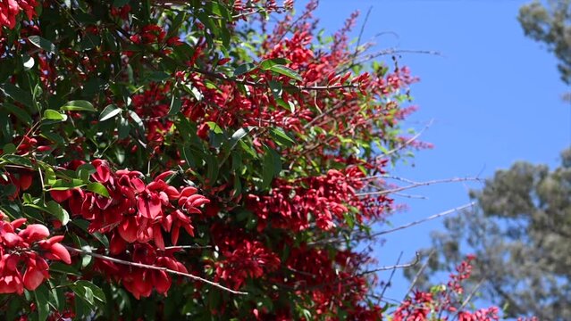 Ceibo Images – Browse 4,736 Stock Photos, Vectors, and Video | Adobe Stock