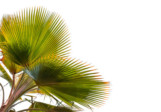 รูปภาพLatanier – เลือกดูภาพถ่ายสต็อก เวกเตอร์ และวิดีโอ355 | Adobe Stock