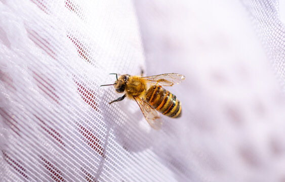 Insectophobia Bilder – Durchsuchen 461 Archivfotos, Vektorgrafiken und ...