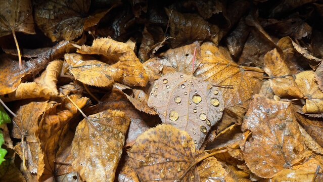 รูปภาพDecomposition – เลือกดูภาพถ่ายสต็อก เวกเตอร์ และวิดีโอ28,619 ...