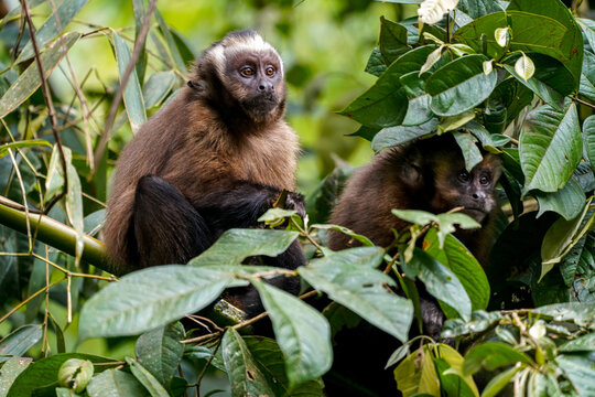 Imagens de Simio – Explore Fotografias do Stock, Vetores e Vídeos de ...