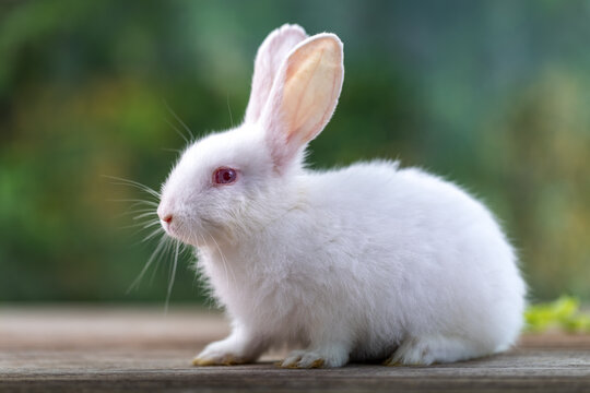 รูปภาพRabit – เลือกดูภาพถ่ายสต็อก เวกเตอร์ และวิดีโอ4,325 | Adobe Stock