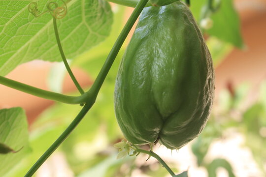 Sayote Images – Browse 6,732 Stock Photos, Vectors, and Video | Adobe Stock