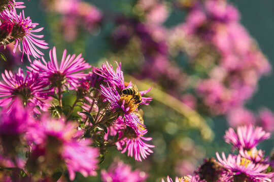 Asta Images – Parcourir 10,906 le catalogue de photos, vecteurs et ...