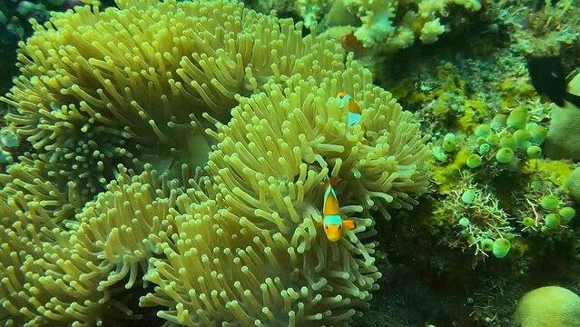 Hardcoral Bilder – Durchsuchen 40,905 Archivfotos, Vektorgrafiken und ...