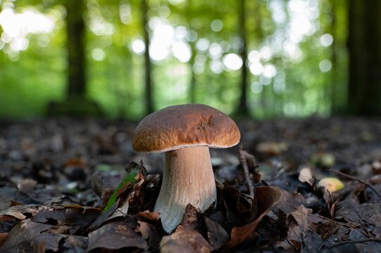 Buchenpilze Bilder – Durchsuchen 8,425 Archivfotos, Vektorgrafiken und ...