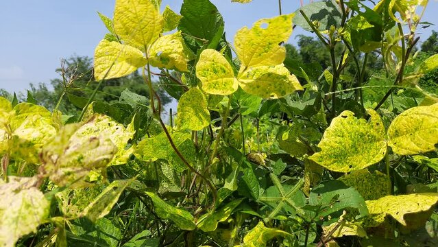 "Urd Bean" Images – Browse 3,312 Stock Photos, Vectors, and Video ...